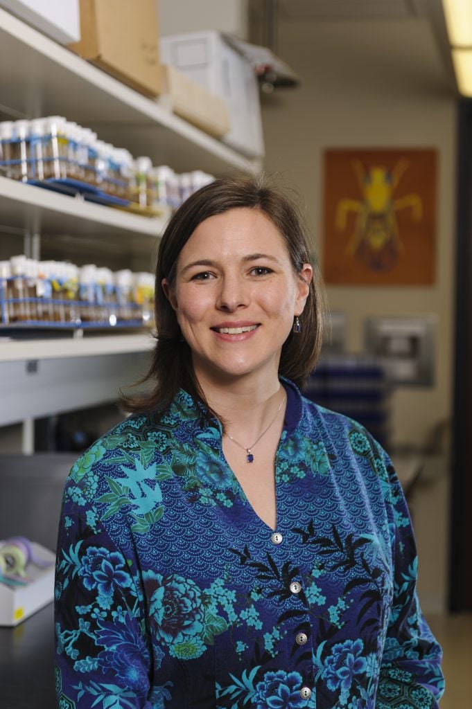 Fruit-Fly Diet Impacts Descendants, UA Researcher Finds - University of ...