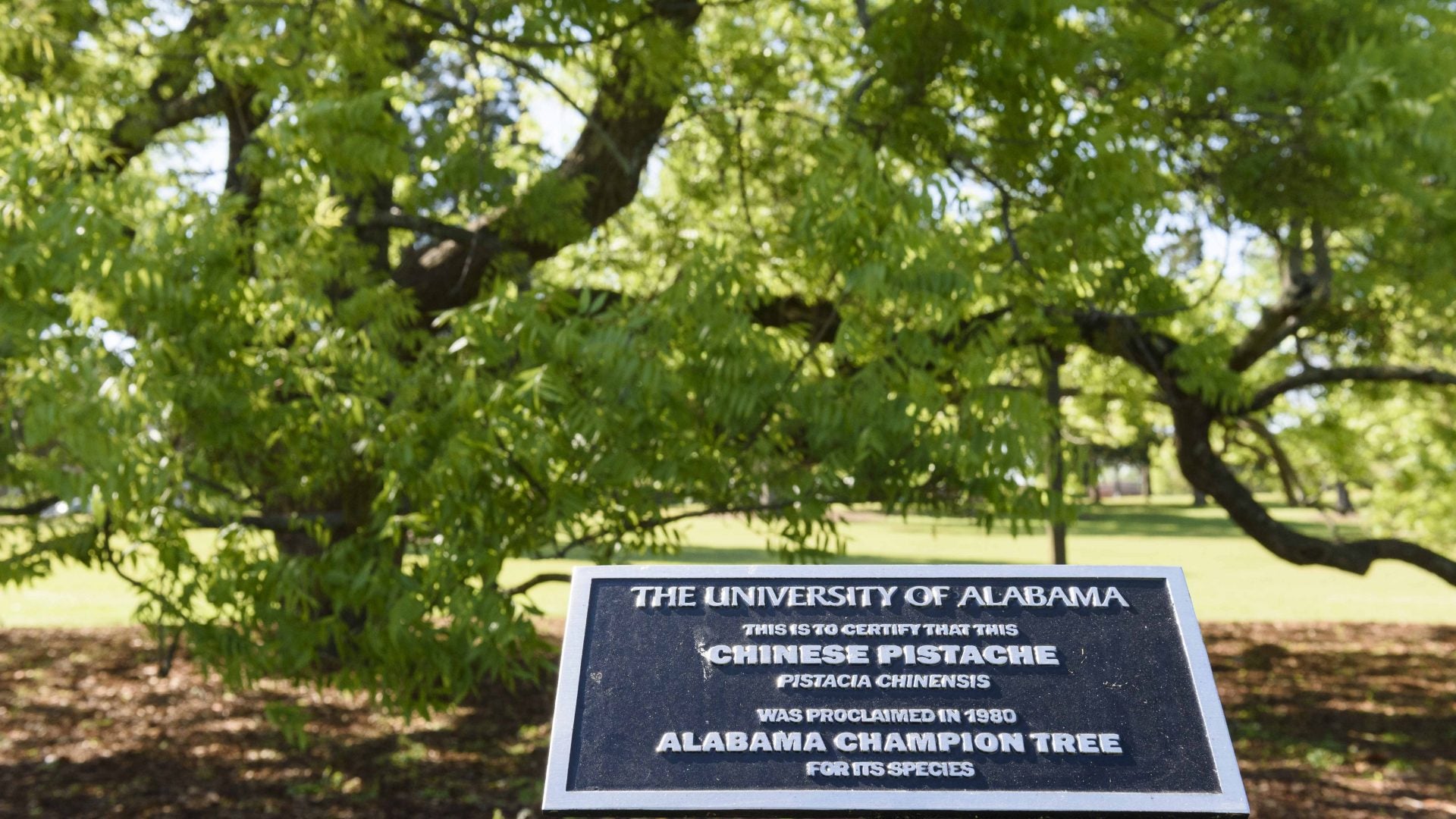 For Fifth Consecutive Year, UA Designated 'Tree Campus USA ...