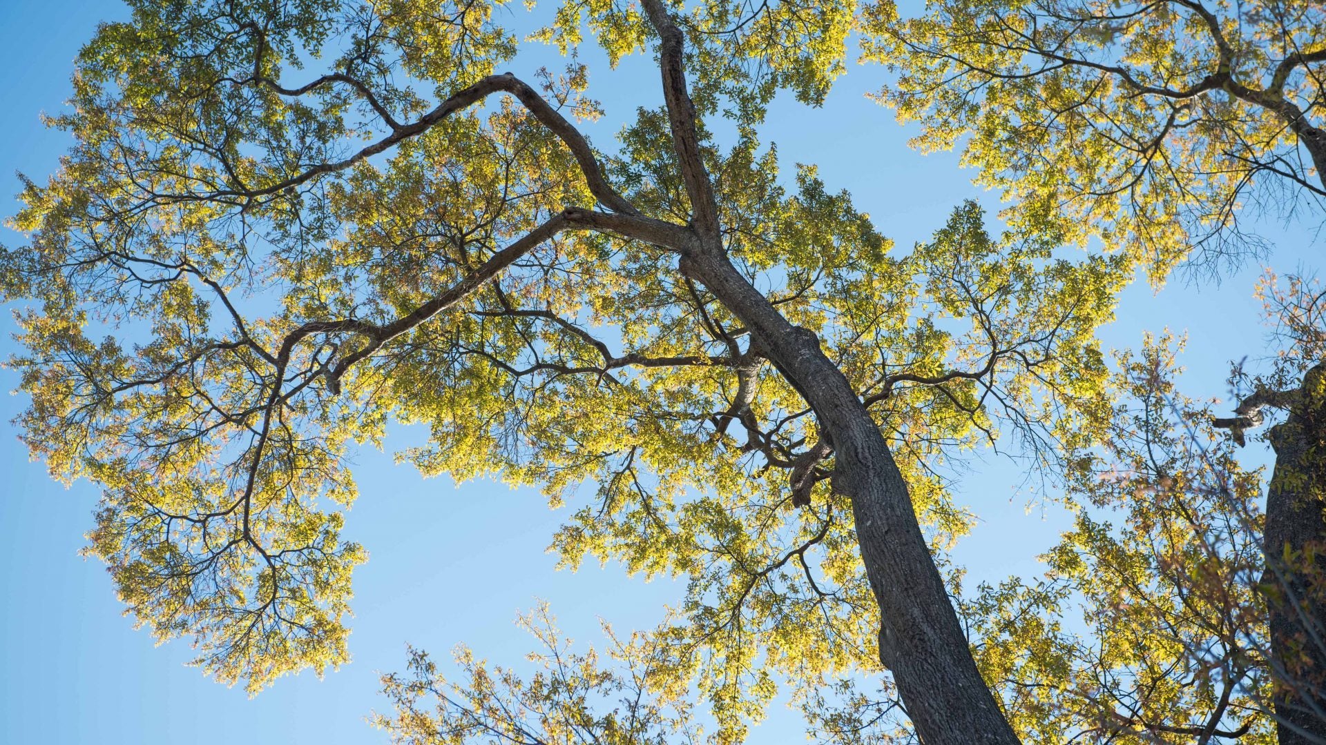 For Fifth Consecutive Year, UA Designated 'Tree Campus USA ...