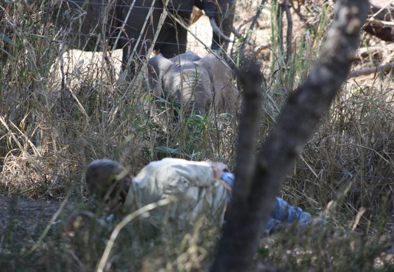 Sitting With Elephants Leads to Lessons for MBA Class - University of ...