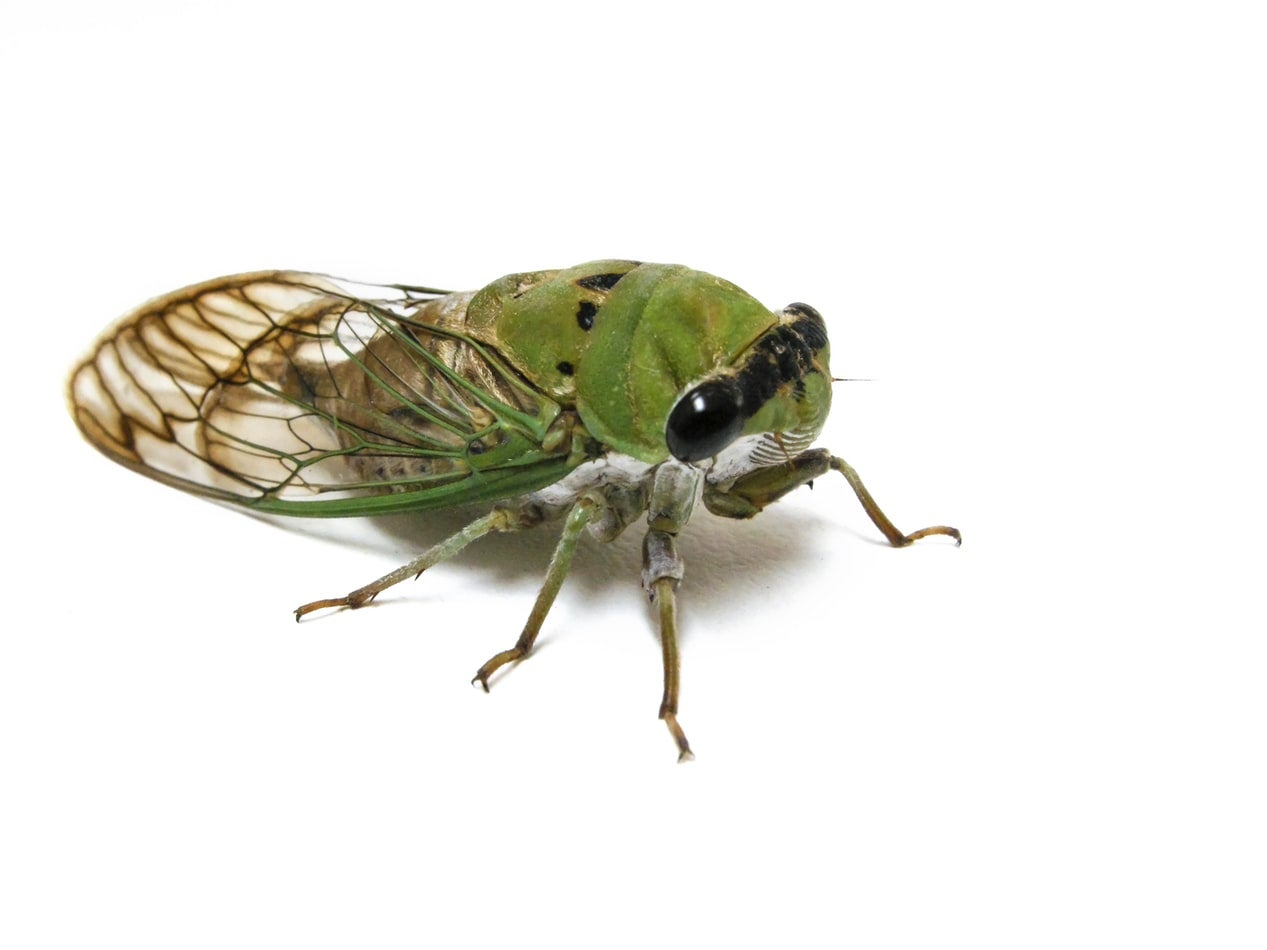 The Long Drone is Over, Cicada Season Ends in Alabama - University of ...