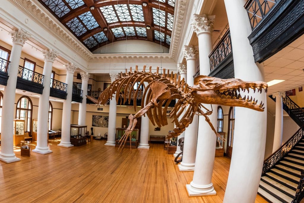 UA Museums Goes Online to Provide Educational Content - University of ...