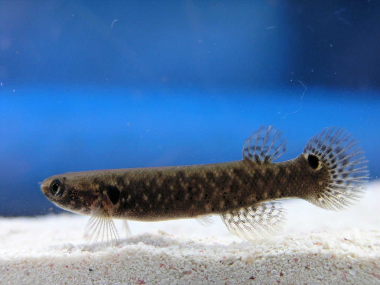 UA Researcher Studying Link Between Pollutants and Hermaphroditic Fish ...