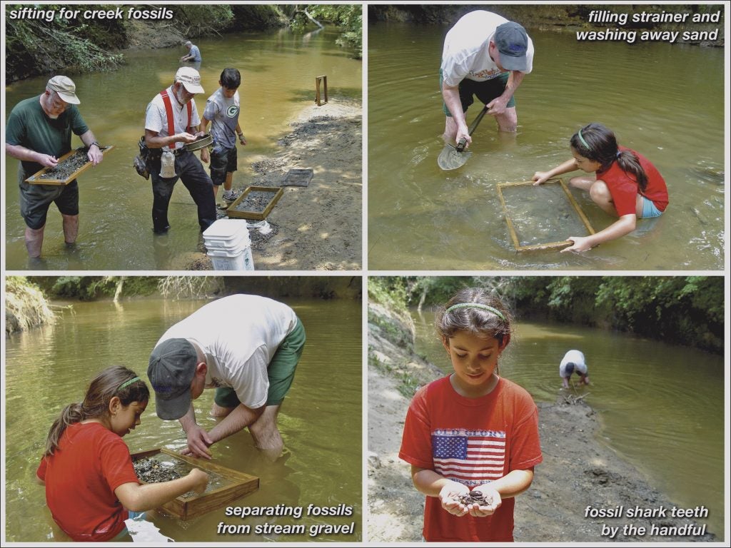 Alabama Fossil Excursions Kick off Just in Time for Shark Week ...