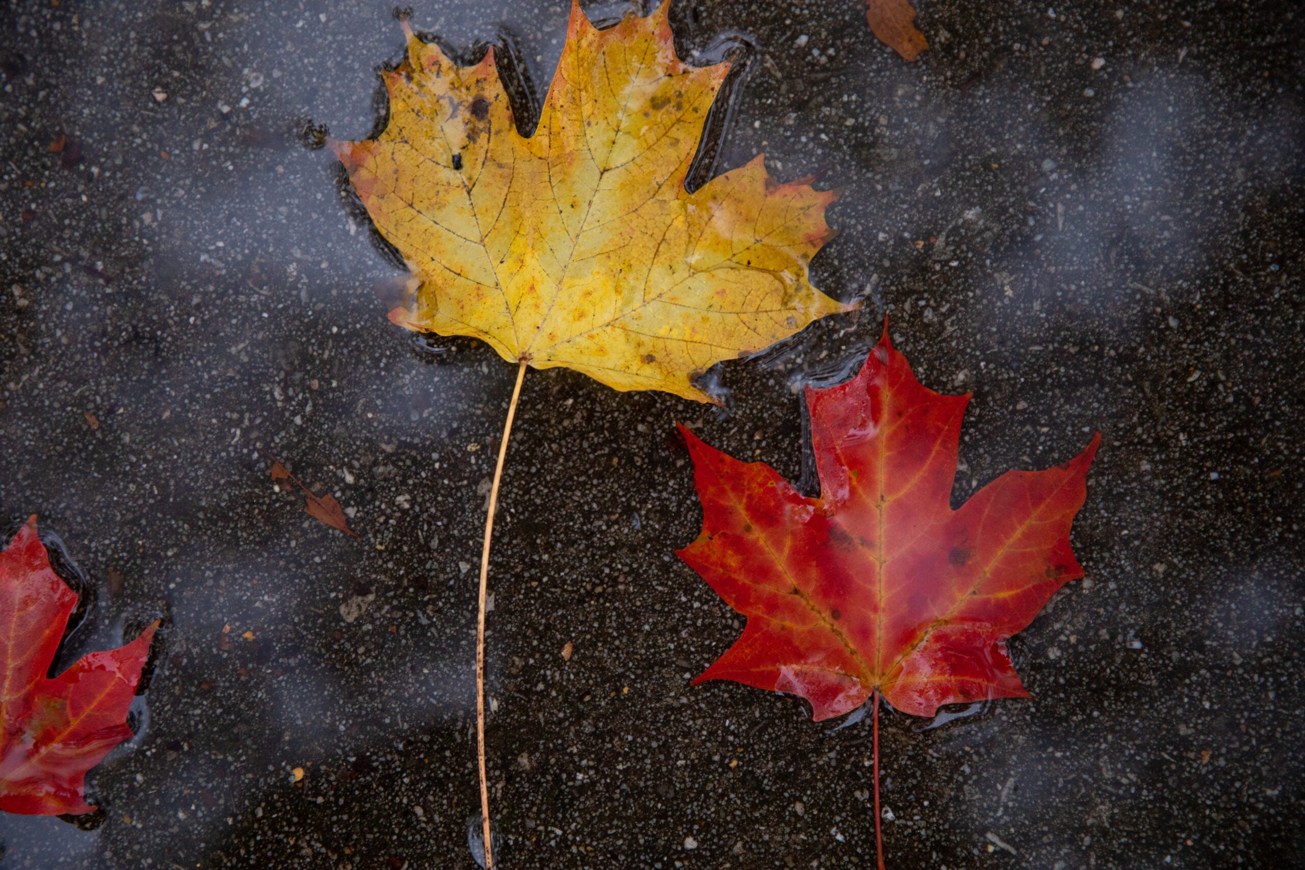 November Events to Remember - University of Alabama News